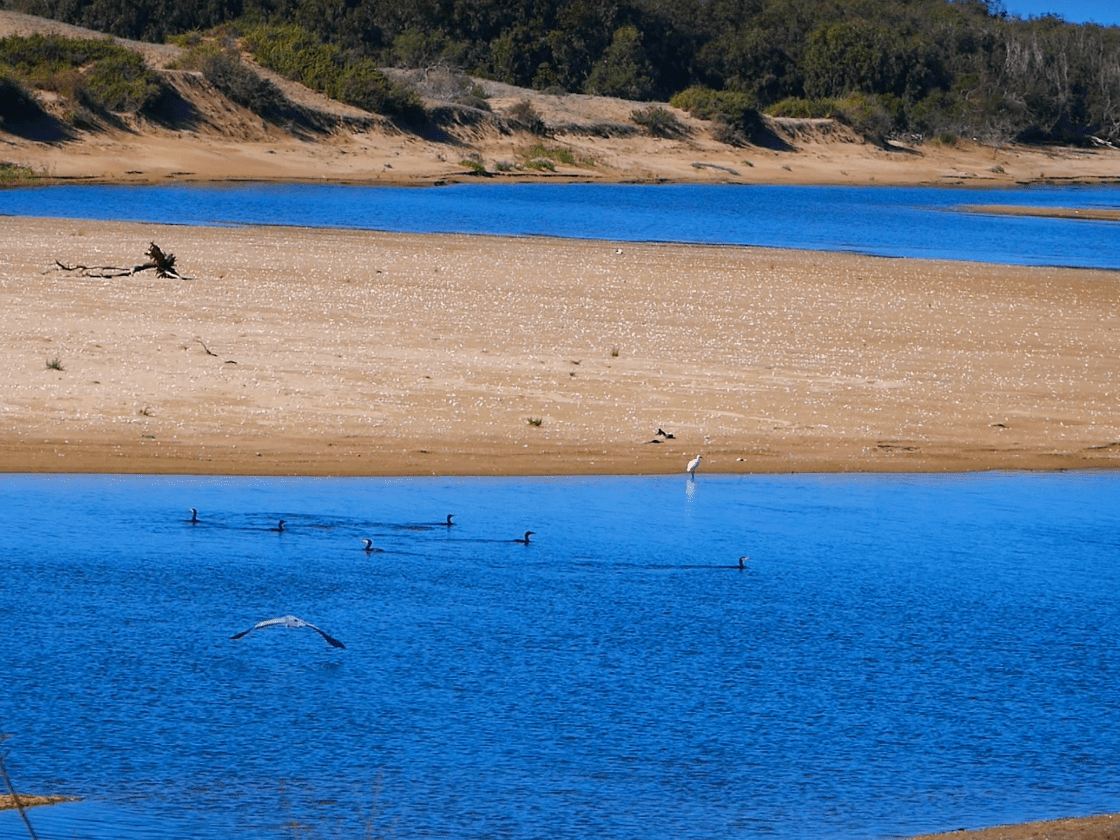 Faune - Parc National du Souss Massa - Explore Agadir Souss Massa
