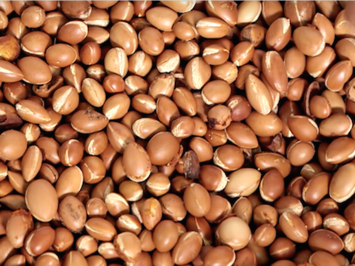 Huile d'Argan au Maroc - Explore Agadir Souss Massa