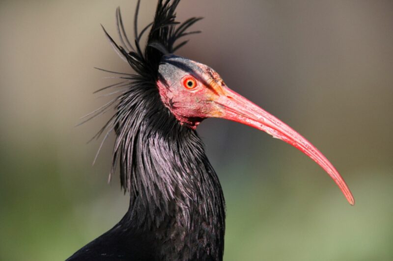 Ibis calvo - El tesoro de Souss Massa - Explore Agadir Souss Massa