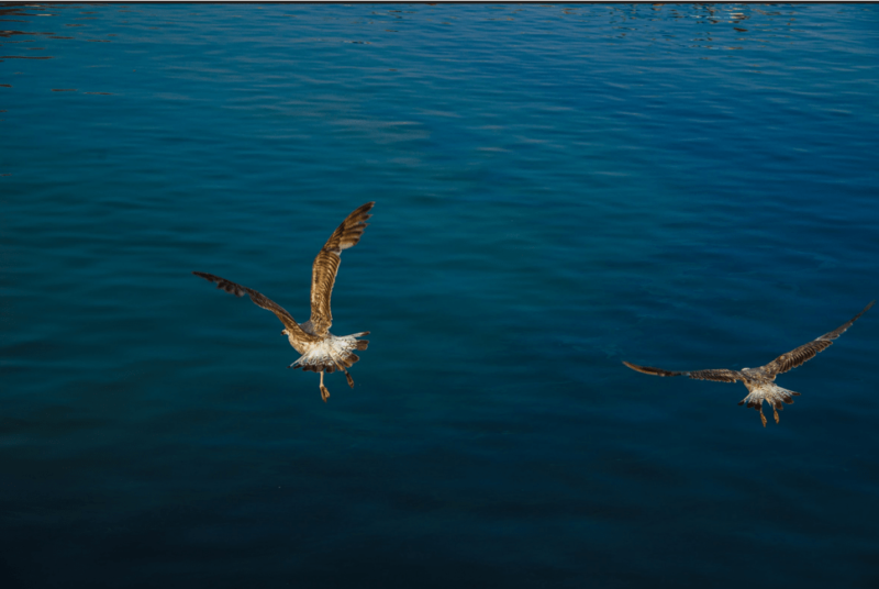 Fish restaurant in Agadir - Fishing port - Explore Agadir Souss Massa