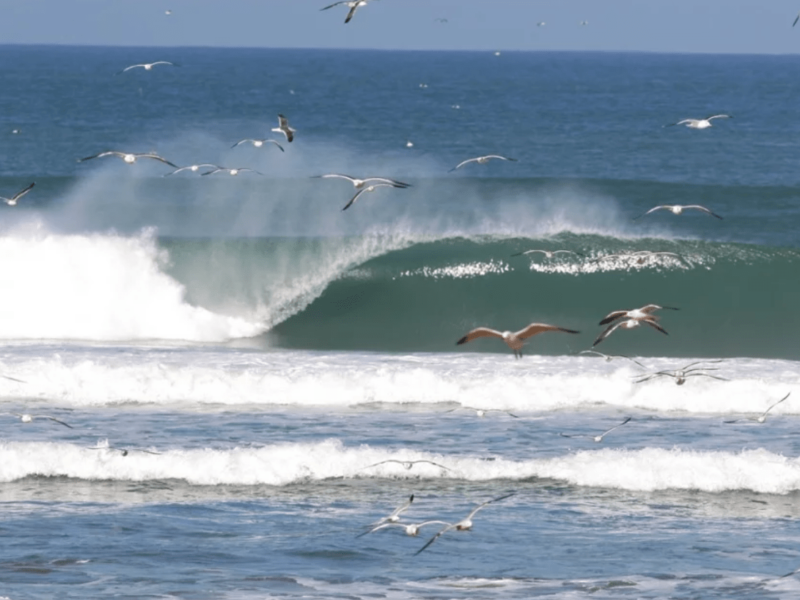 Spot de Surf : Tamri Beach - Explore Agadir Souss Massa