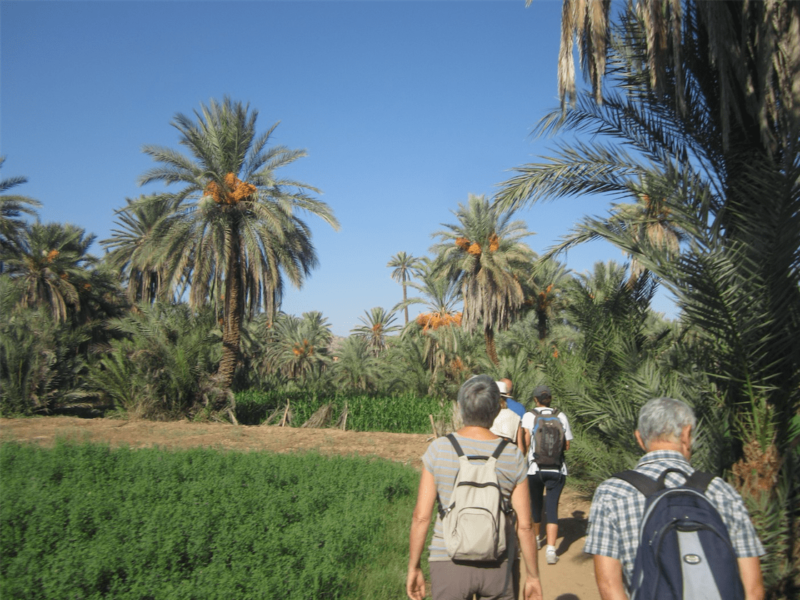 Tioute Palm Grove: A Family Outing - Explore Agadir Souss Massa
